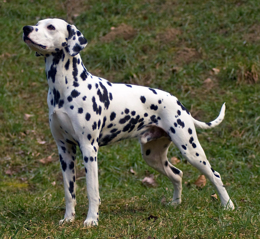 I dalmata